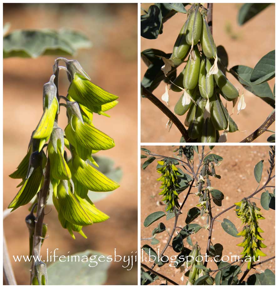 Life Images by Jill: Finding the Green Birdflower