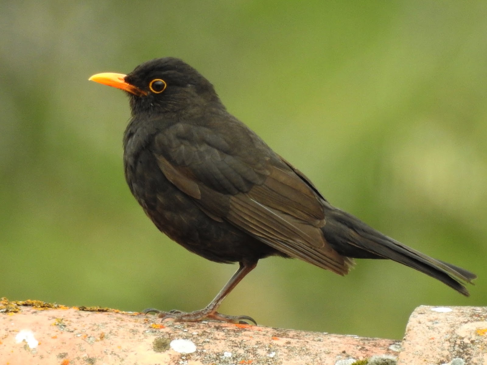 FELIPECHE VIDEO: Merle et son petit en ce début de printemps