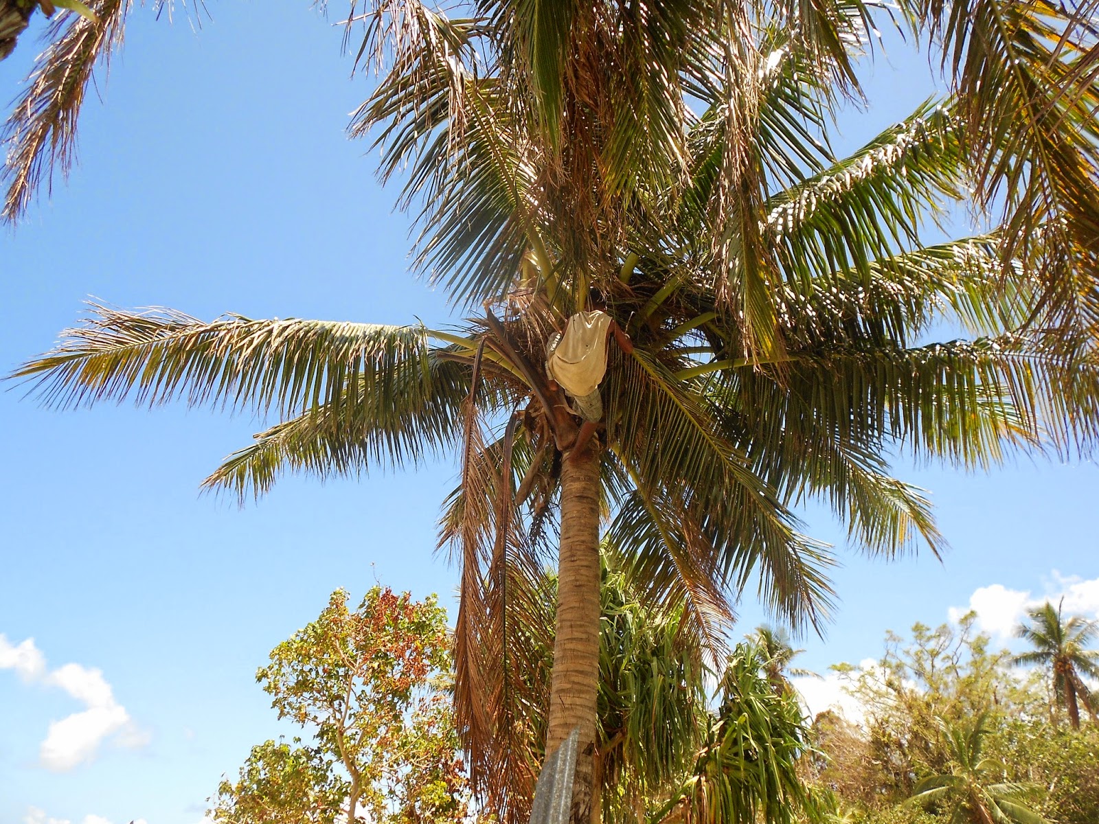 Micronesia Miracles: Romanum (Island of Chuuk) after Typhoon Maysak