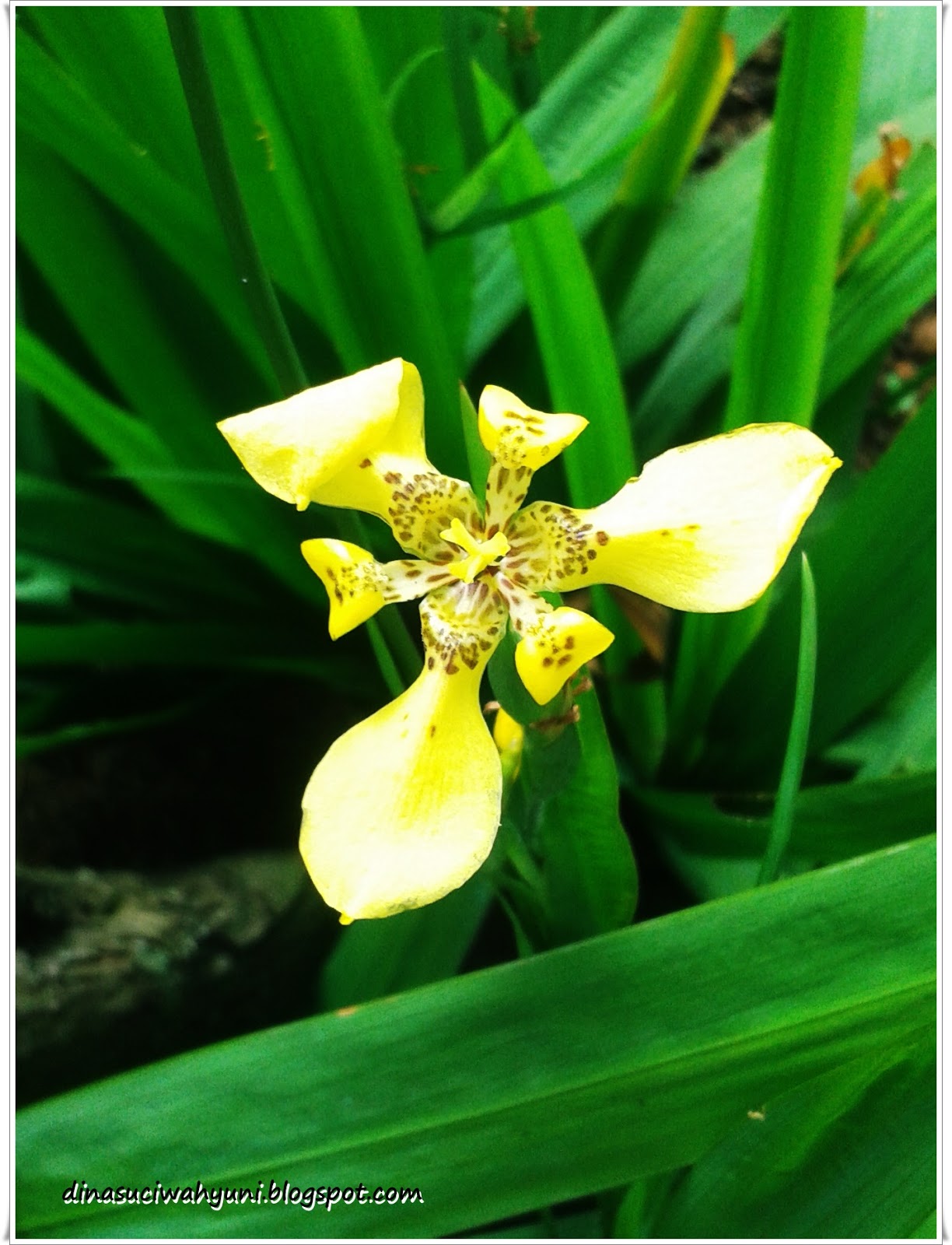 KLASIFIKASI ILMIAH BUNGA IRIS (NEOMARICA LONGIFOLIA) - SERTA MANFAATNYA ...