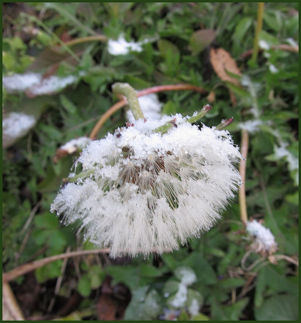 (01) Haiku and Happiness: dandelion in snow