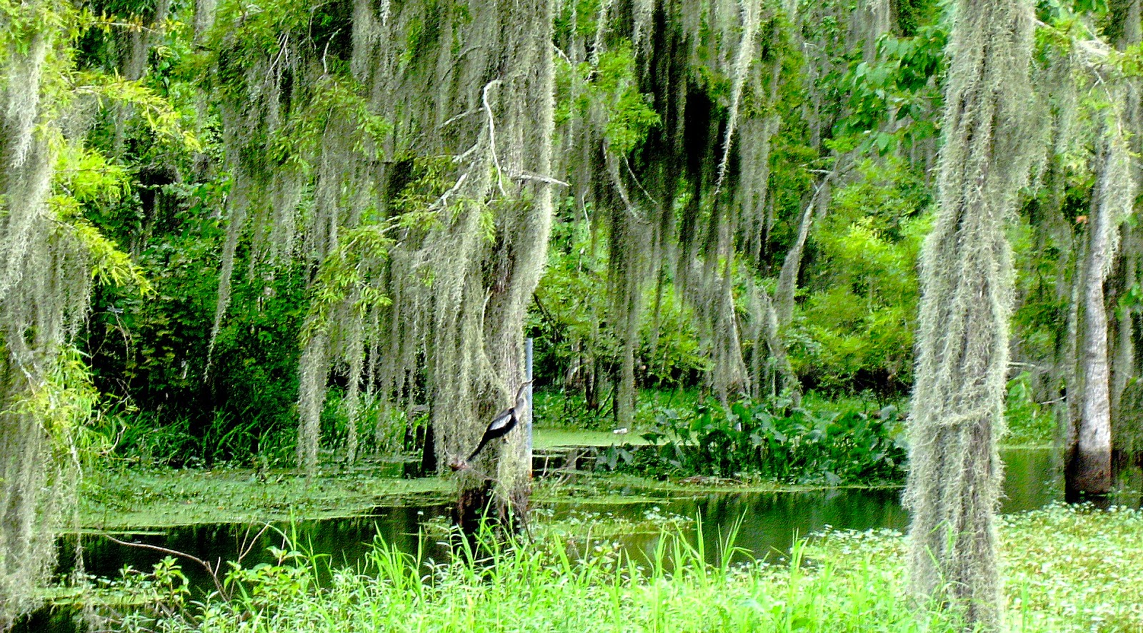 Living Rootless: Bayou Corne, Louisiana: A Bird