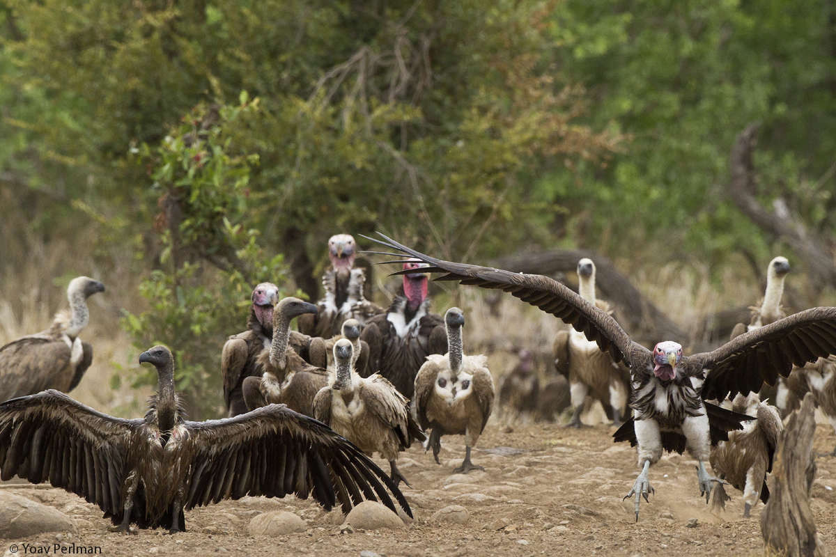 Cats and Vultures of Kruger Park | Focusing on Wildlife