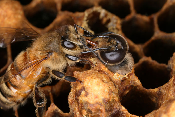 Corona Apicultores: LOS ZANGANOS