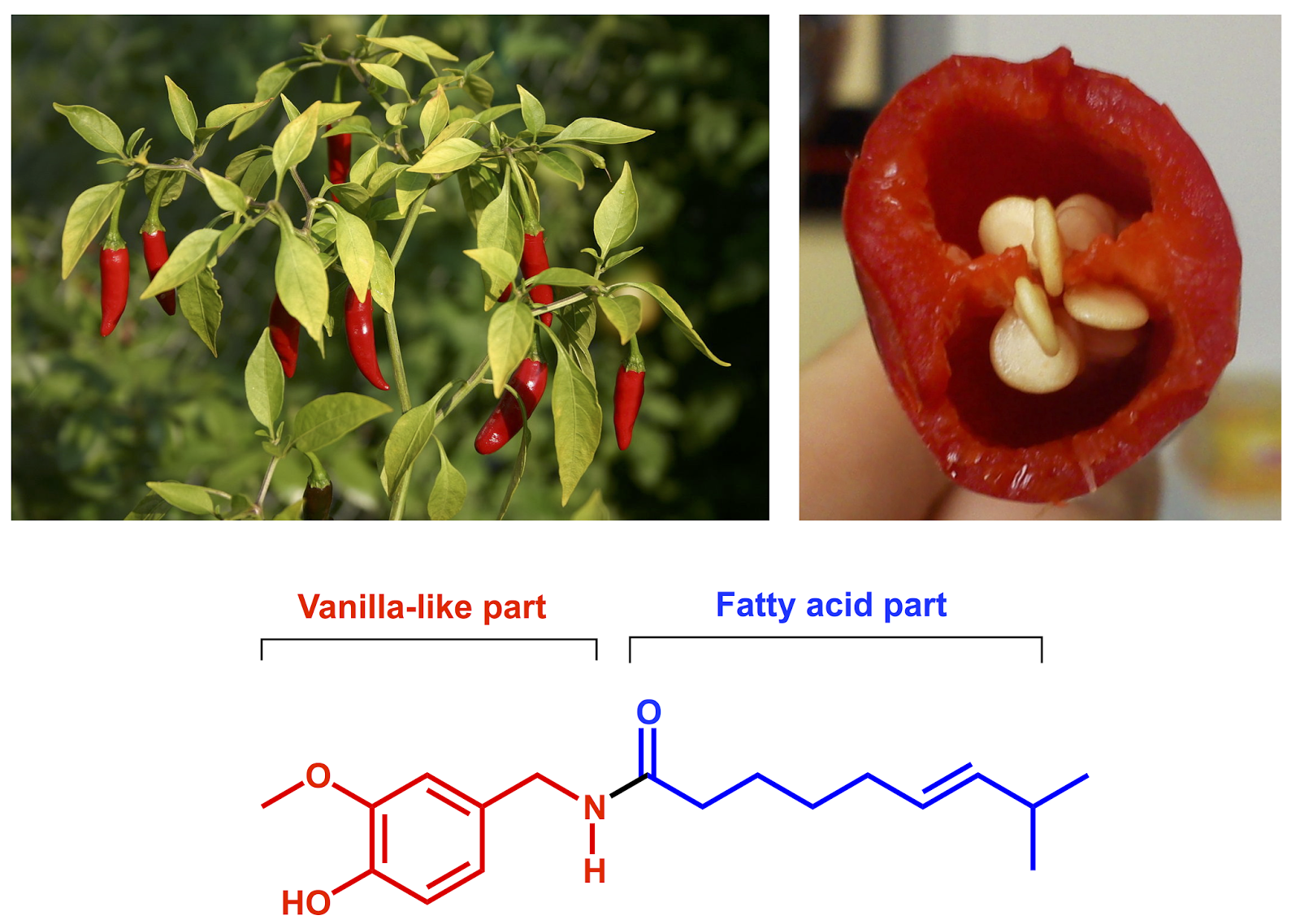Plants Are Chemists: 2016