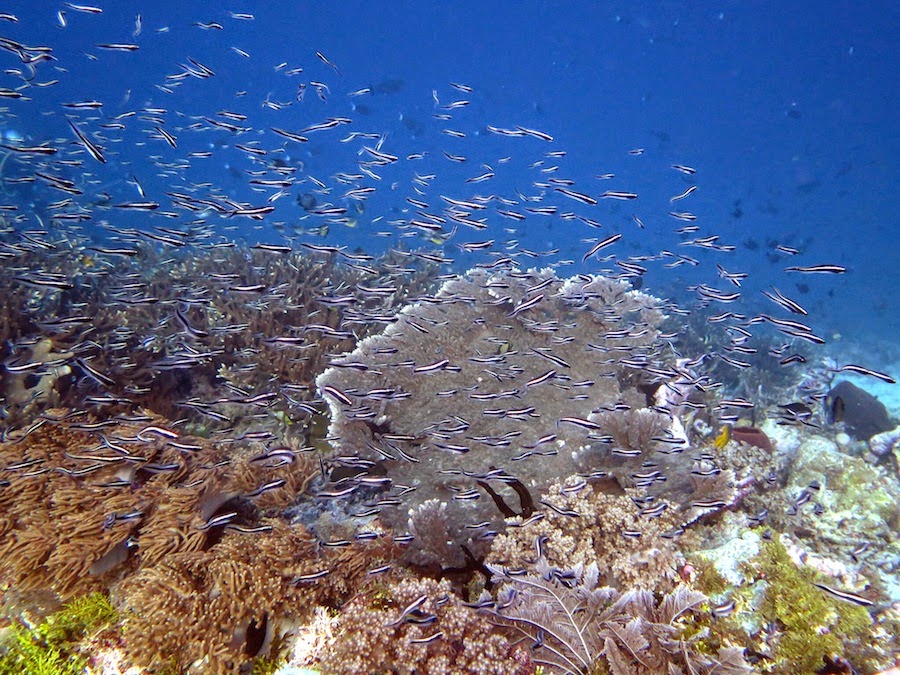 Wakatobi: Ali Reef Busy Day Underwater ~ Life Is An Absurd Journey