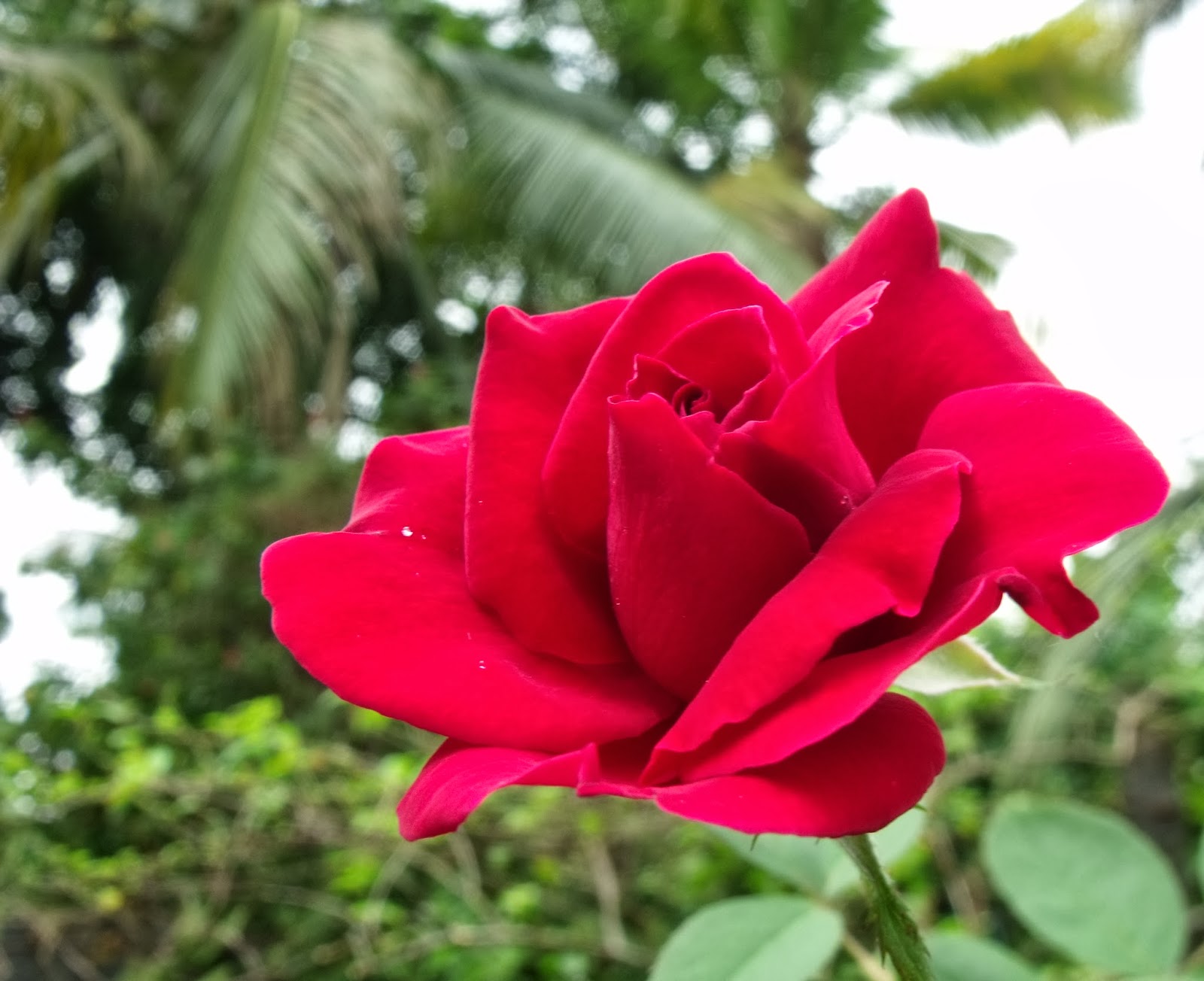 philipveerasingam: Roses, 'Blue Waters', Colombo, Sri Lanka.