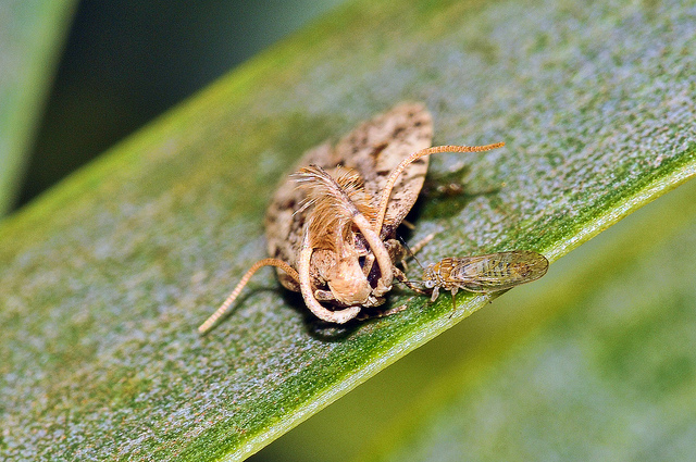 TYPES OF INSECTS : Acacia Psyllid