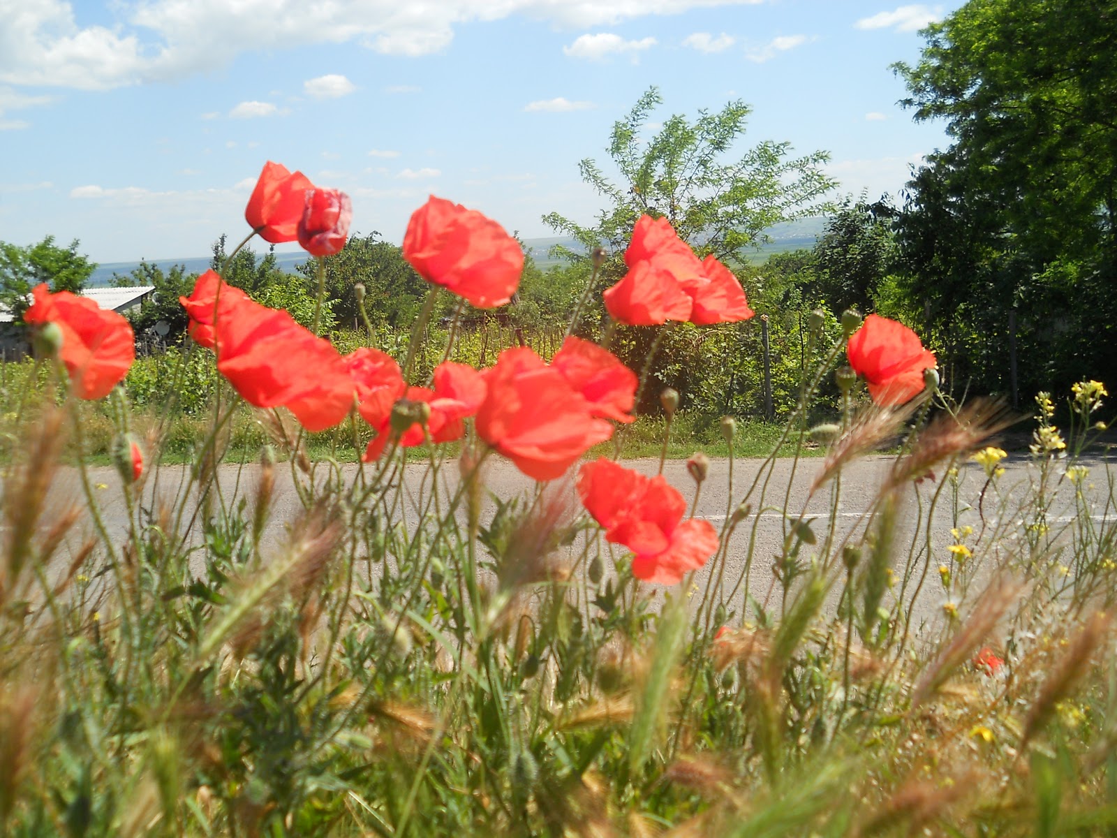 Vorbind în liniște: Flori de mac