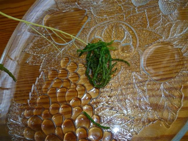 Meine Rezeptwelt: Queller Salat- Deniz börülcesi salatasi