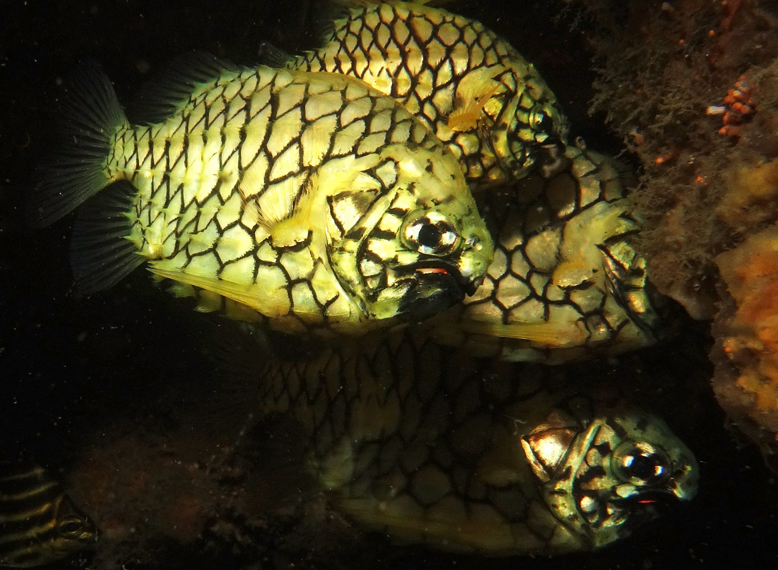 Real Monstrosities: Pinecone Fish