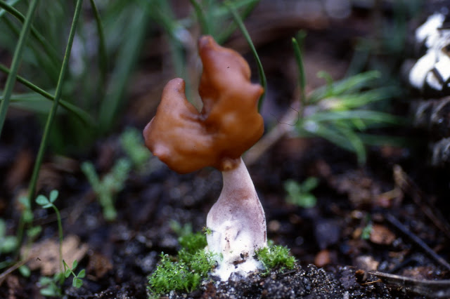 Setas Extremadura : Gyromitra Infula