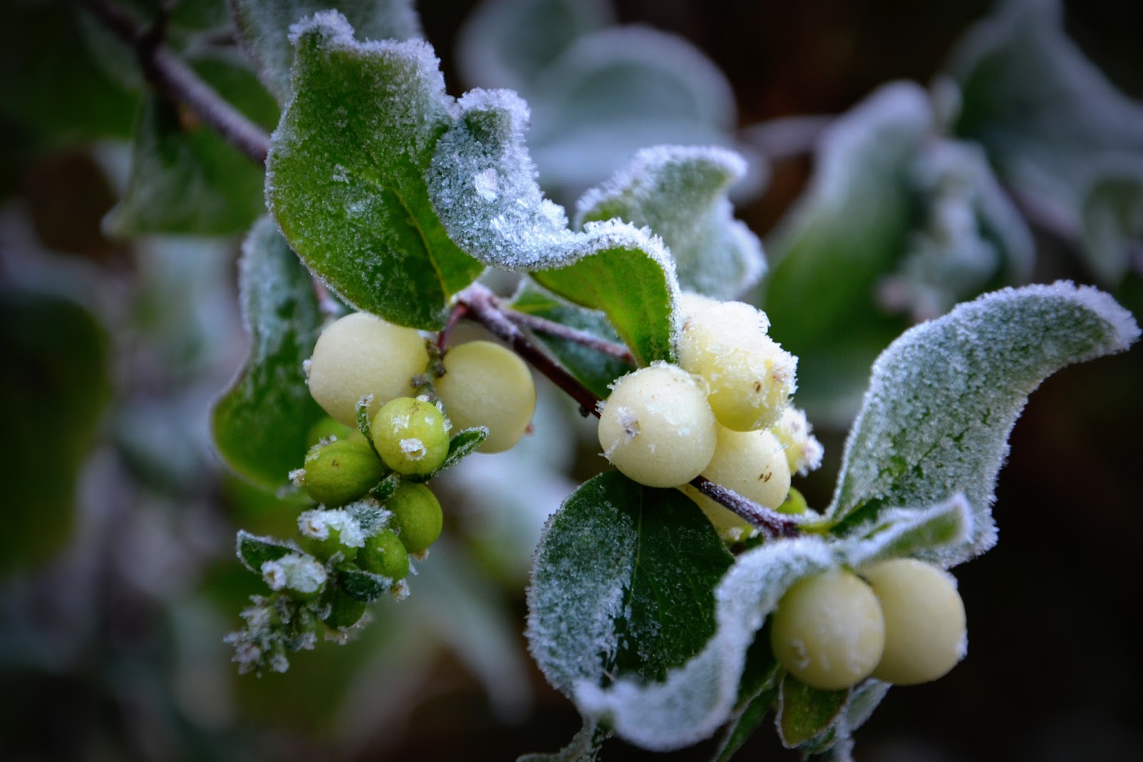 Michelles Verden: Frost-billeder