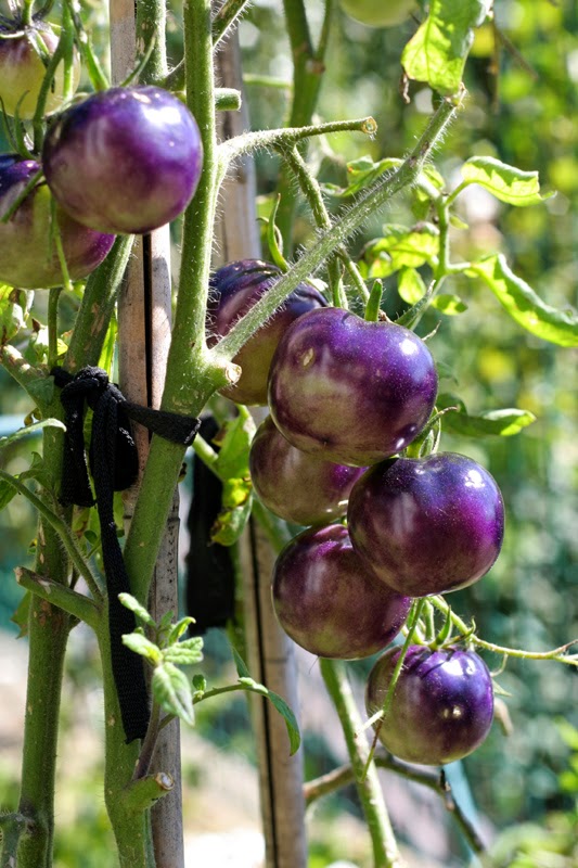 The Proud Garden: Game over: Paul Robesons, blue tomatoes, and summer