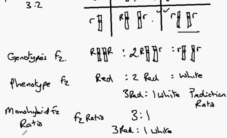 Biology: 3.19b F1 x F1 Cross