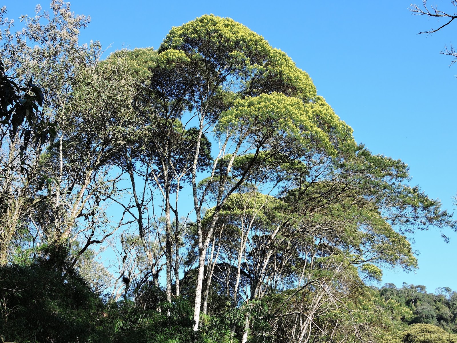 BUTZKE AGRÍCOLA E FLORESTAL - TAIÓ/SC: Mimosa scabrella (Bracatinga)