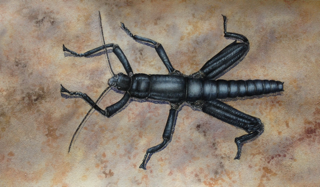 CBCA Tasmania blog: Phasmid: Saving the Lord Howe Island Stick Insect
