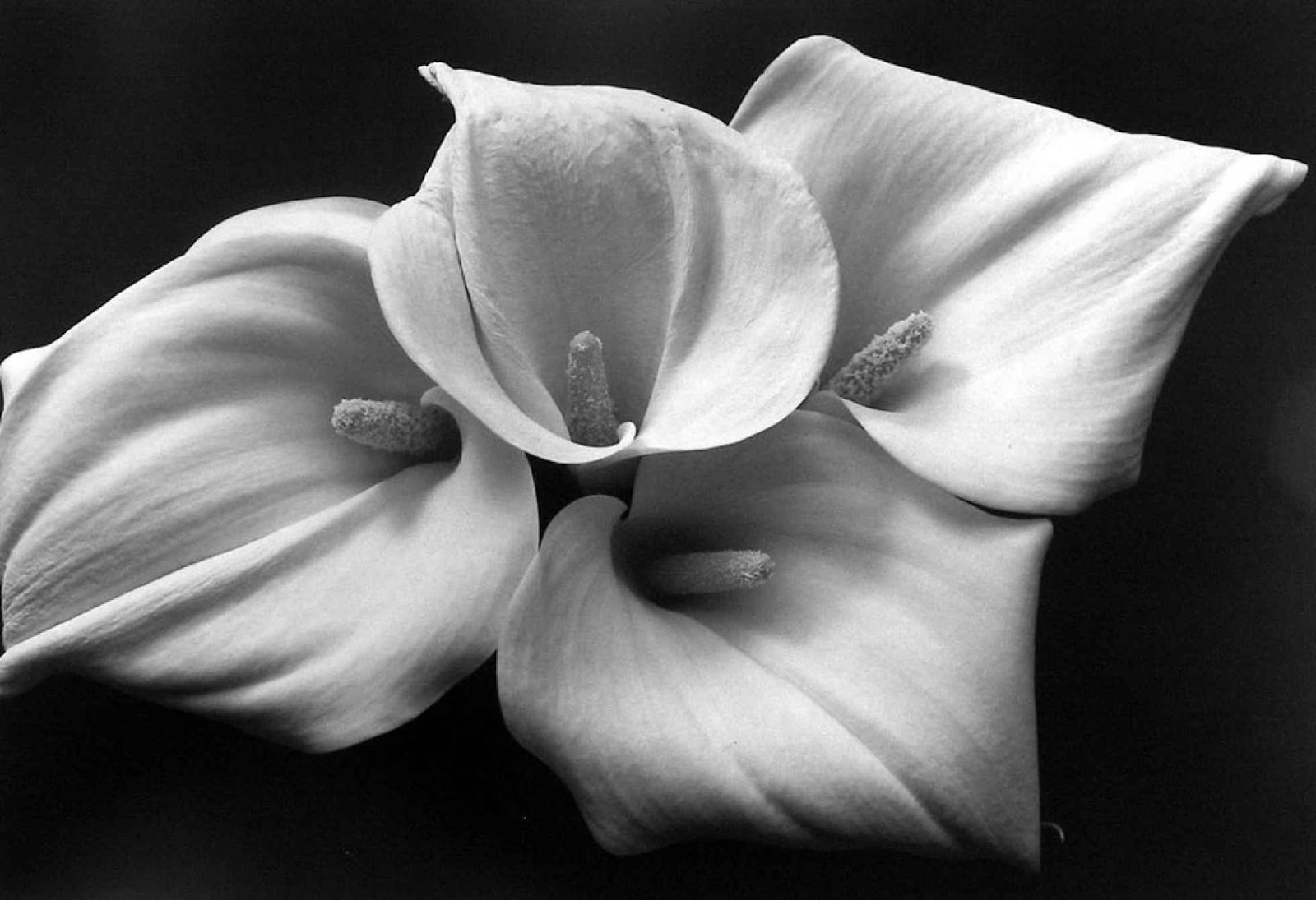 Los Grandes Fotografos: Kenro Izu (1949)
