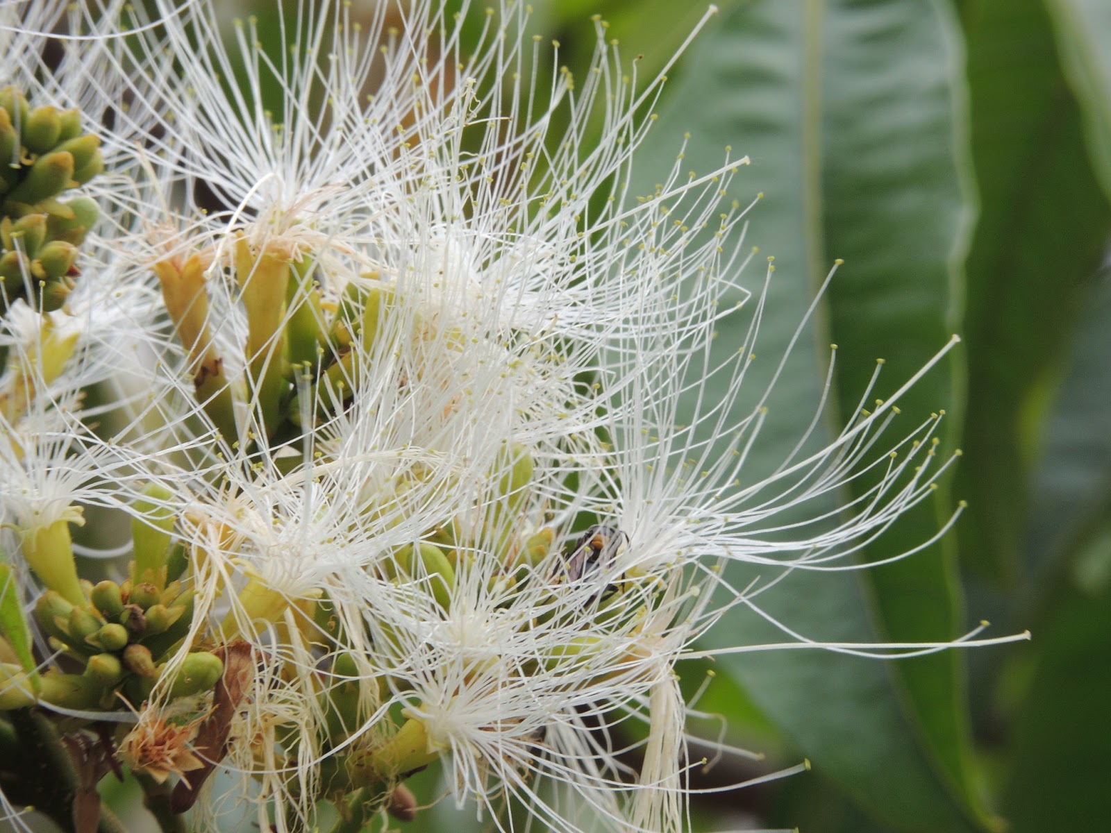 Fabaceae - Leguminosae no Brasil: Fabaceae - Inga edulis var. edulis ...