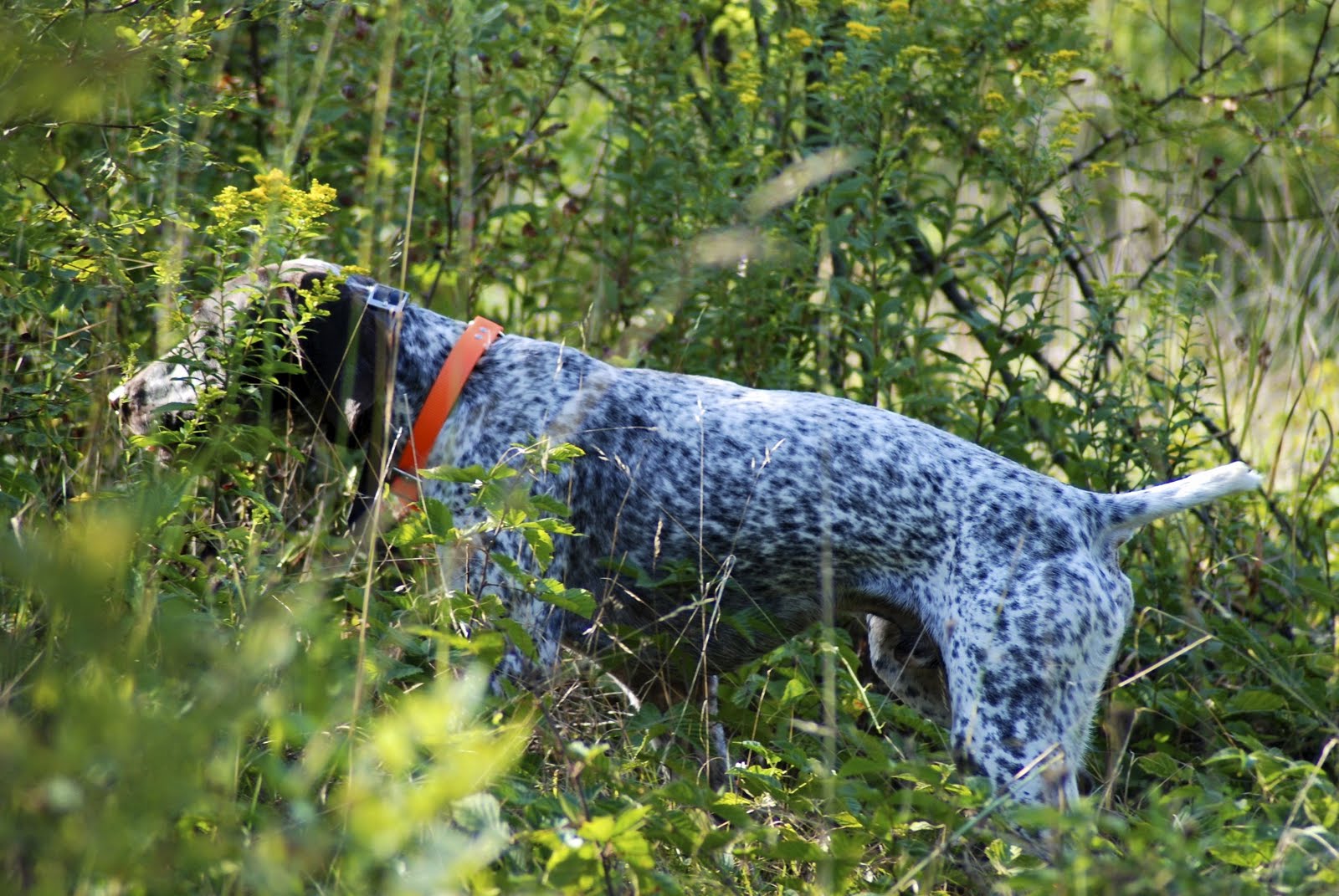 Adventures of a GSP Hunting Dog: Bird Dog Road Trip!!