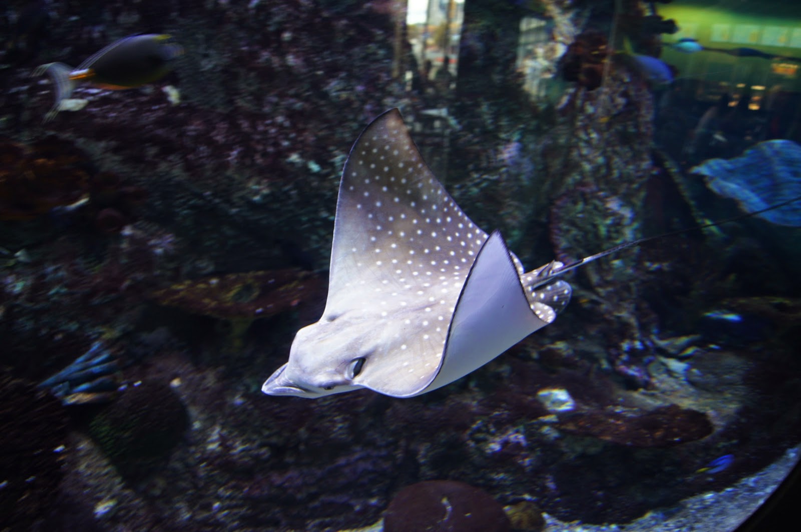 Manta ray spongebob id - boldress