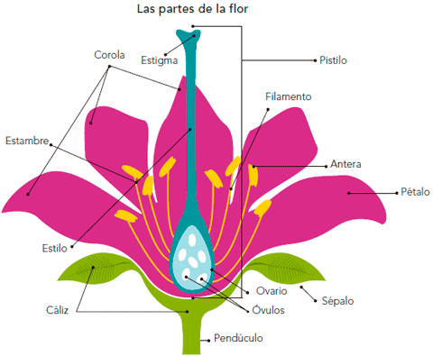 Partes de la flor