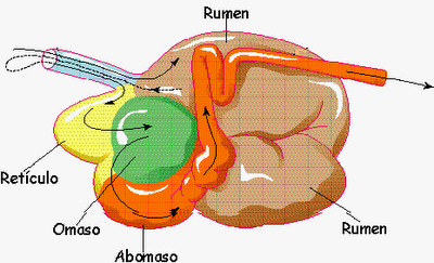 ANATOMIA DIGESTIVA DE LOS POLIGASTRICOS.