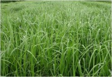 Semillas de Pasto Forrajero: VENTA DE SEMILLAS BRACHIARIA BRIZANTHA PIATA