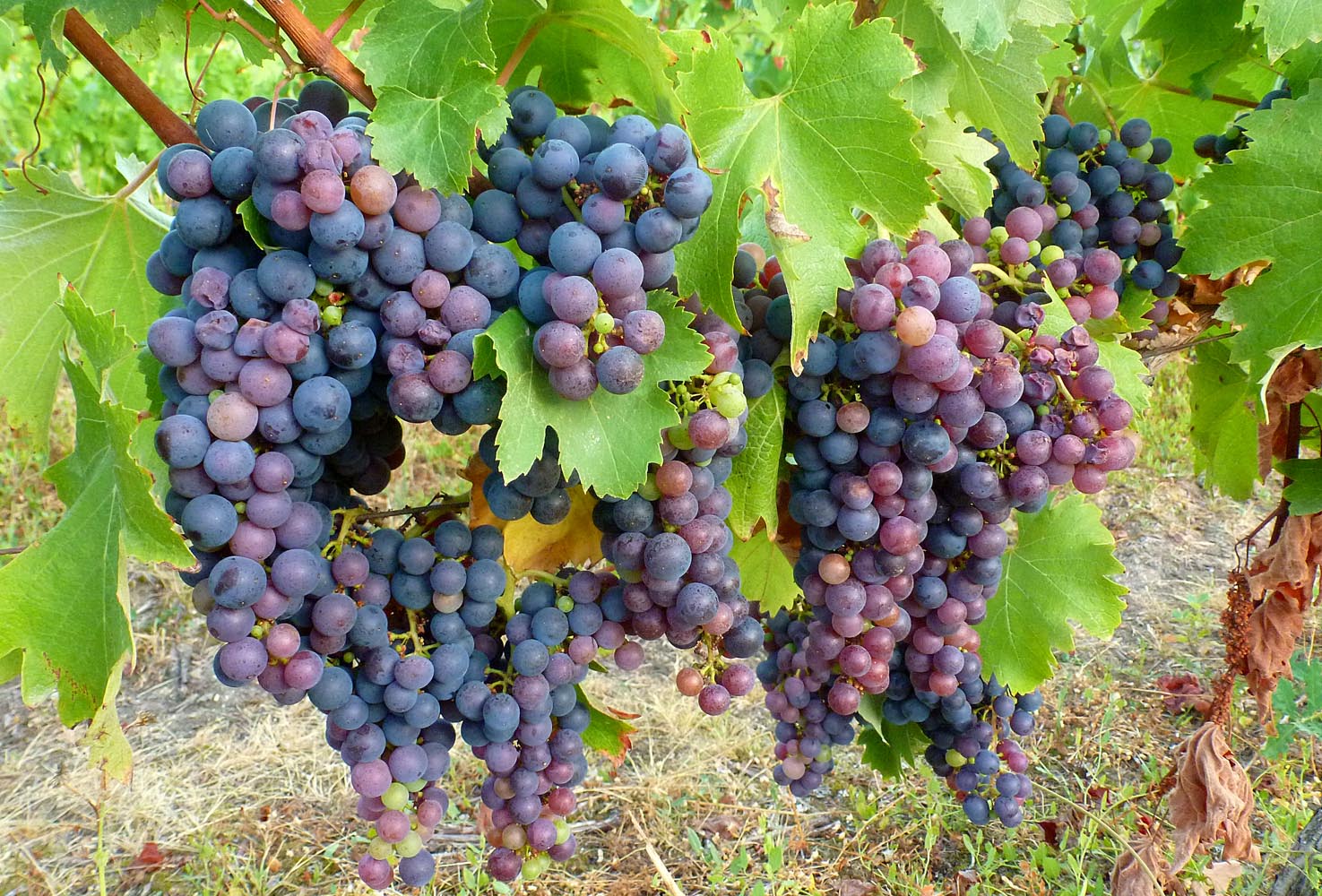 Living the life in Saint-Aignan: September grapes