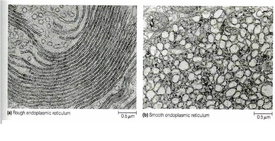 Biología 1ºBCNyT(ABDERA): Retículo Endoplasmático y Ribosomas.