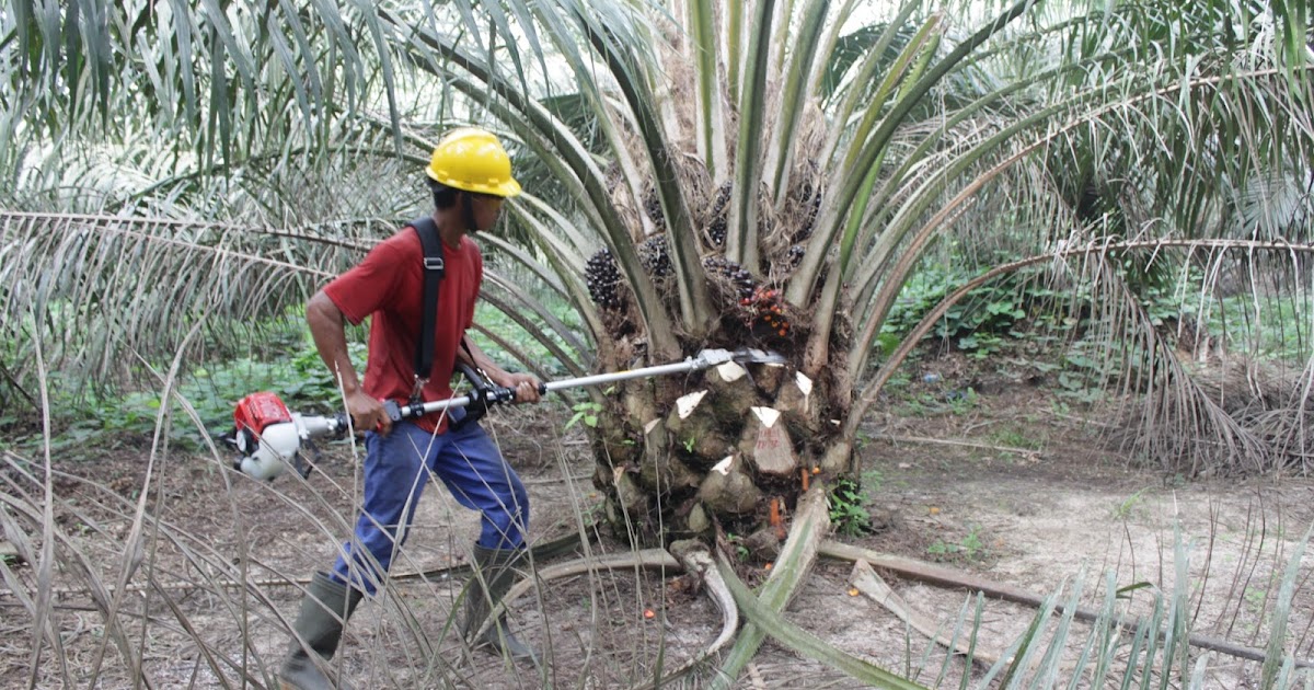 Alat dan Mesin Pengolahan Sawit ~ Teknologi Mesin Pertanian