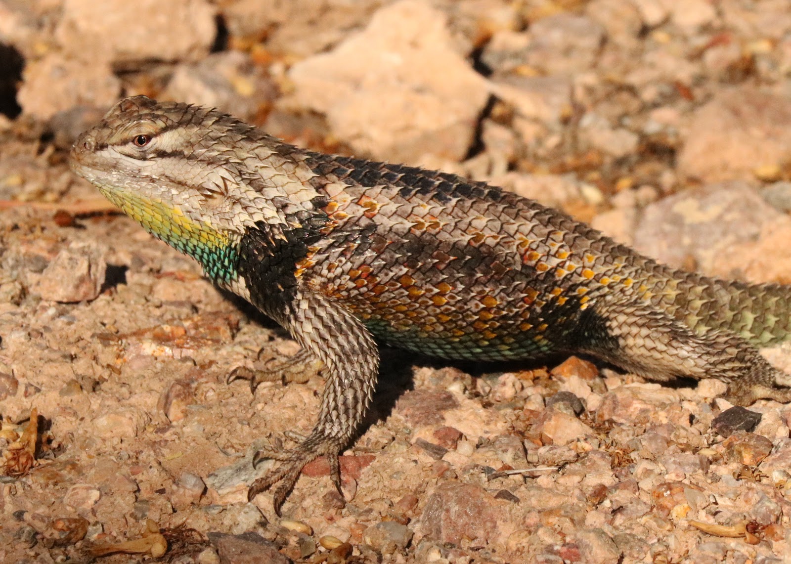 Lizards around Arizona