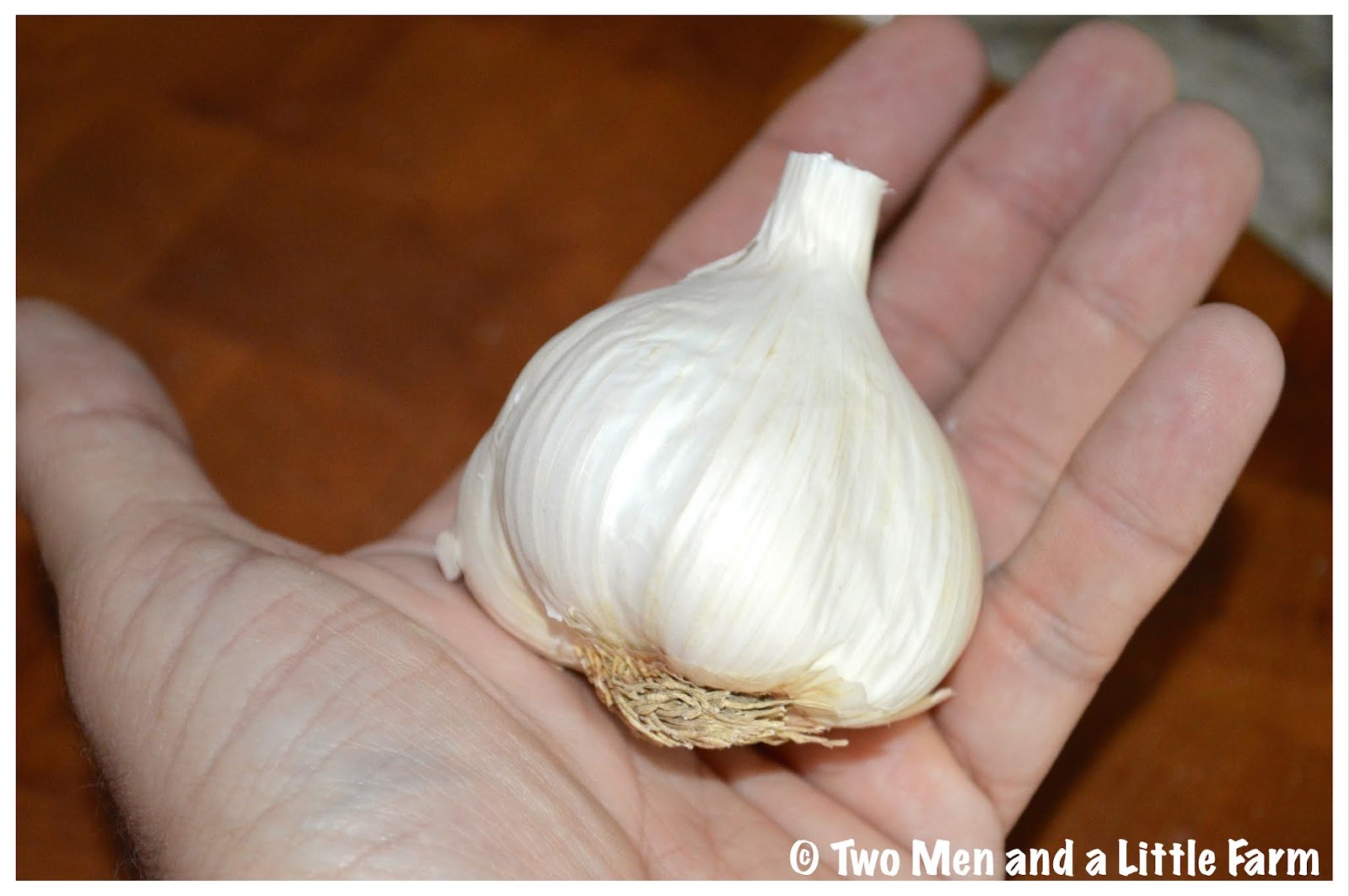 Two Men and a Little Farm: CLEANING THE GARLIC FOR STORAGE
