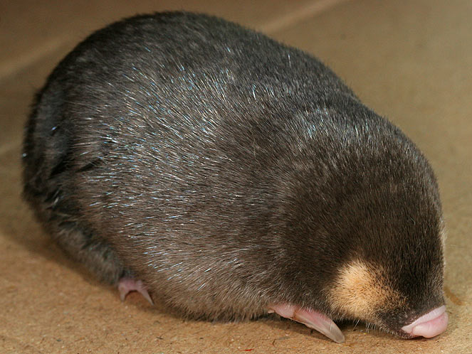 Rarely seen creatures of Africa - The Golden mole - Epic Enabled