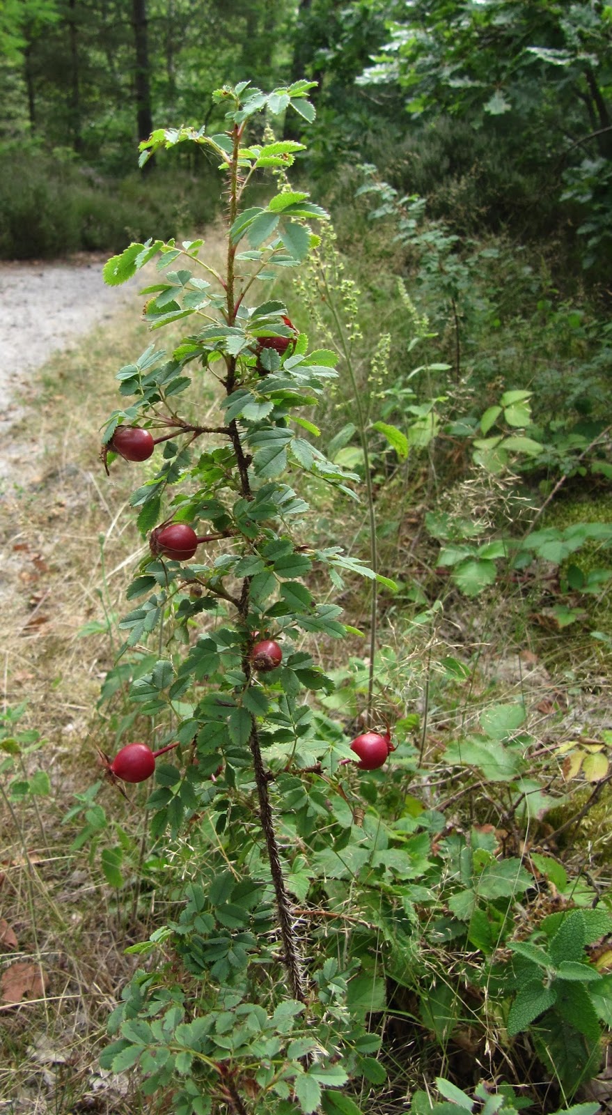 Photos choisies: Cynorhodon