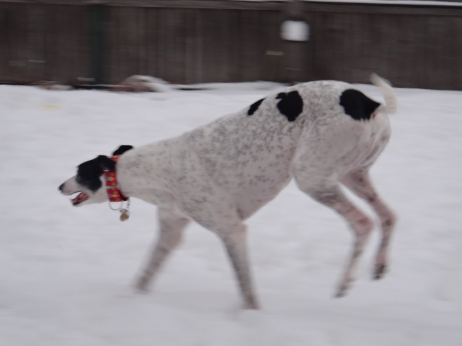 Northern Lights Greyhound Adoption Dog Blog: NLGA Photo Roundup ...