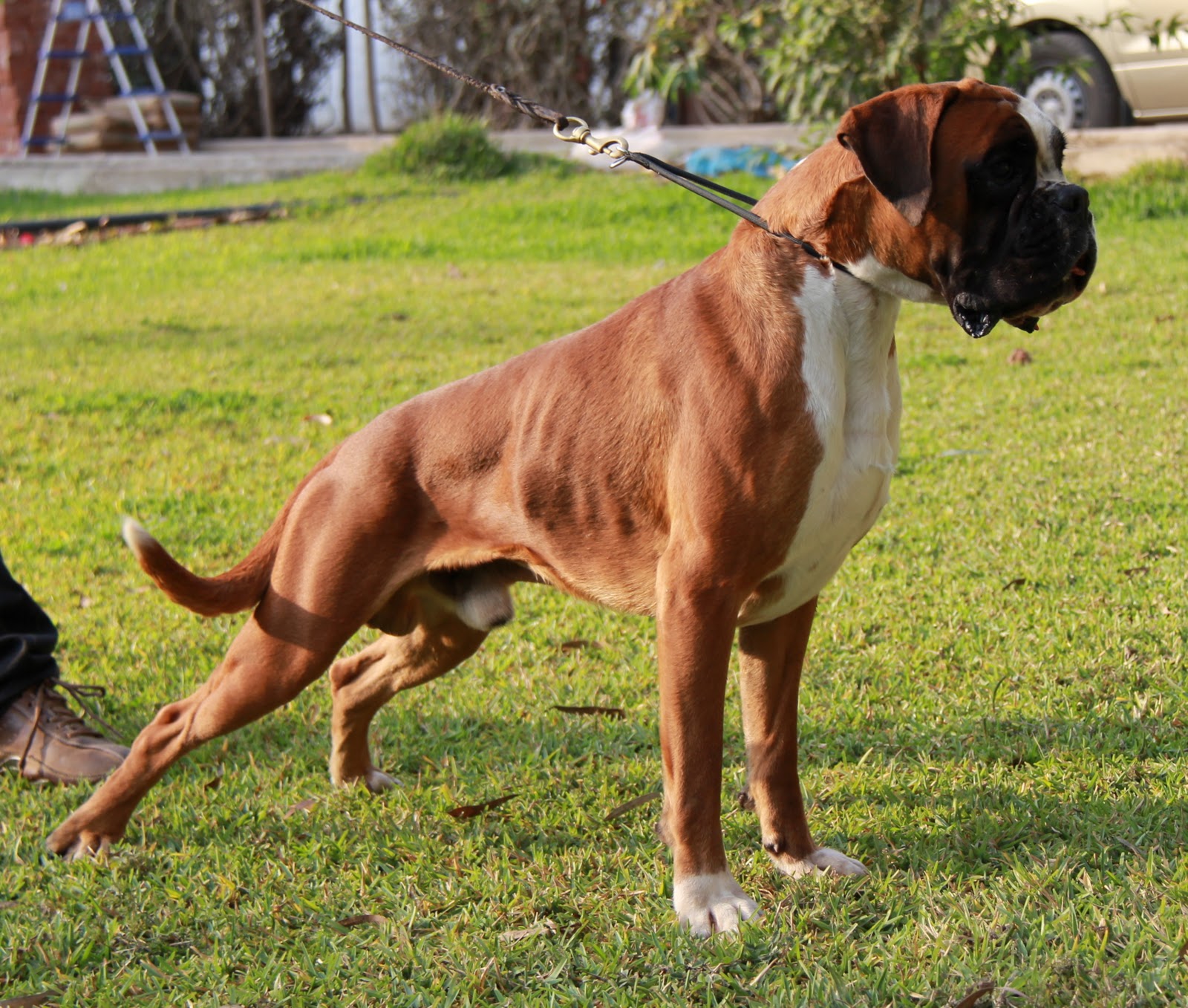 mythos boxers: Machos