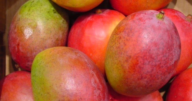 Raising Knights: Is It a Mango Allergy?