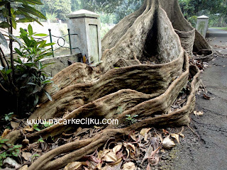BIOLOGI: MORFOLOGI KETAPANG