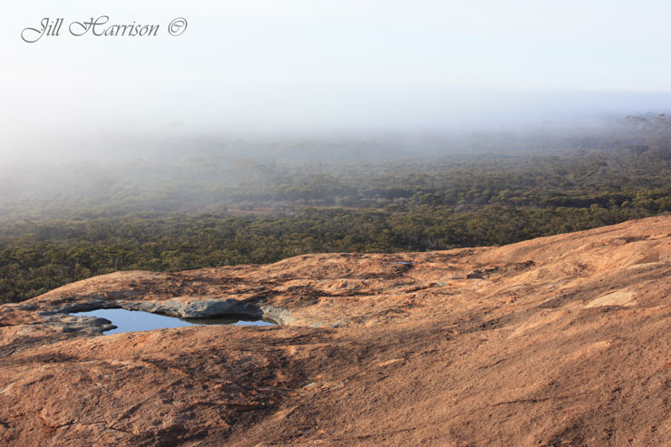 Life Images by Jill: Cave Hill, Burra Rock and the Woodlines, Western ...