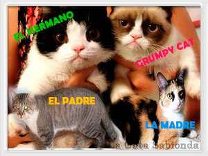 "Grumpy Cat", la gata más famosa de internet ~ La Gata Sabionda