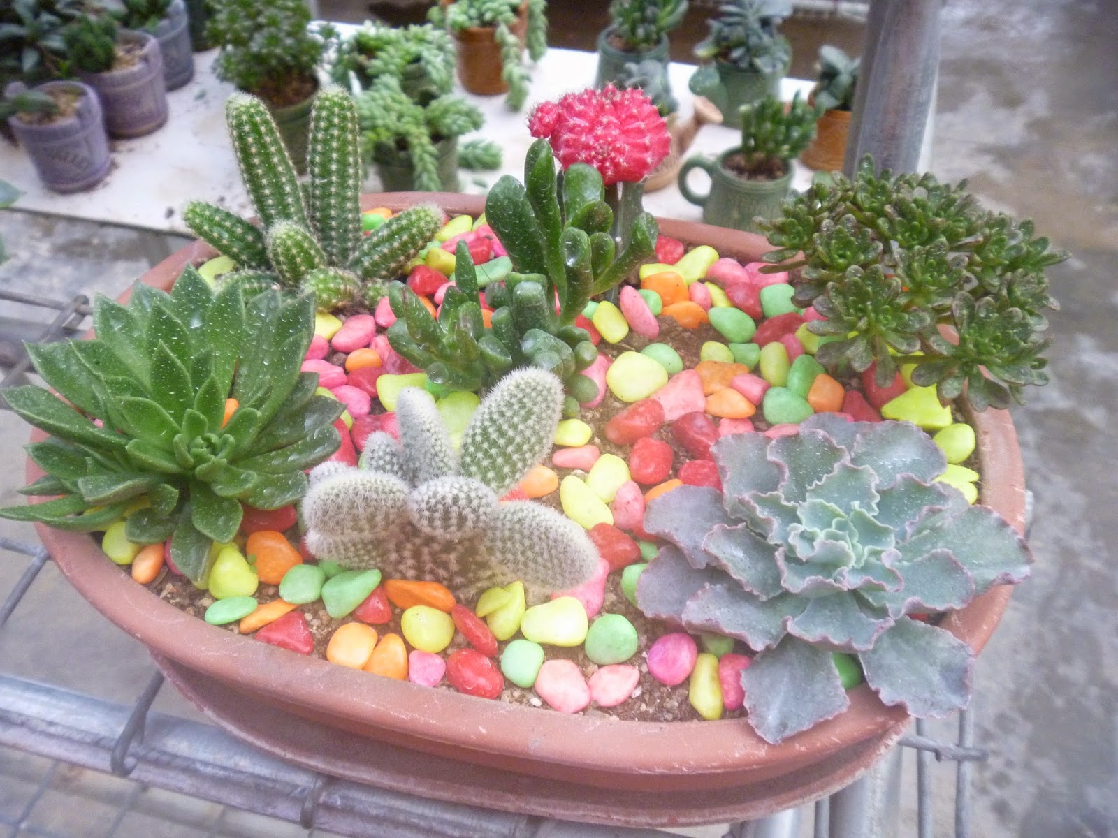 32+ Hiasan Bunga Cactus