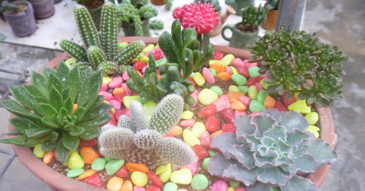 32+ Hiasan Bunga Cactus