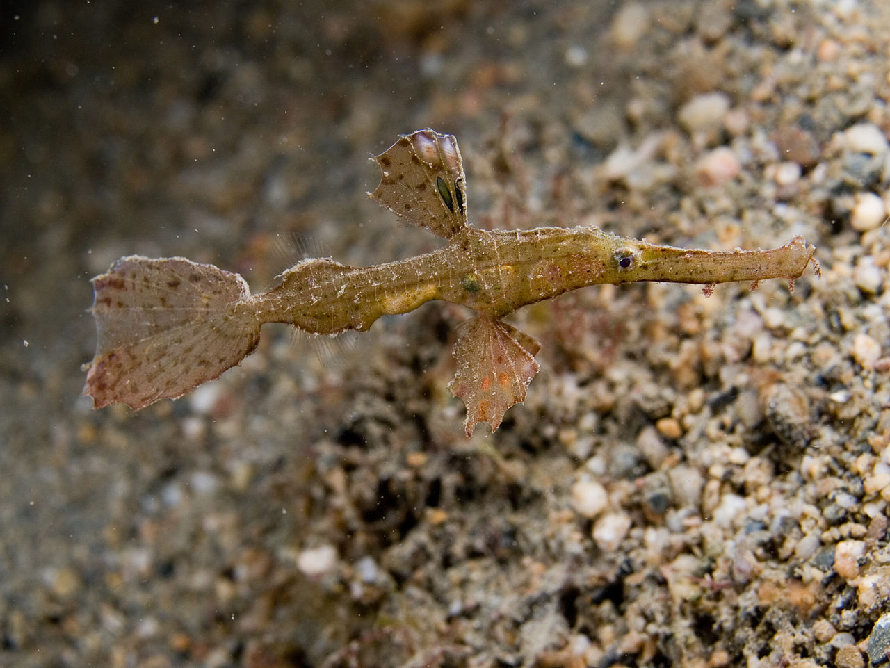 Real Monstrosities: Ghost Pipefish