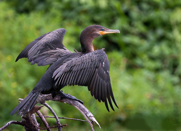 Bellas Aves de El Salvador: Phalacrocorax brasilianus (yeco, cormorán ...