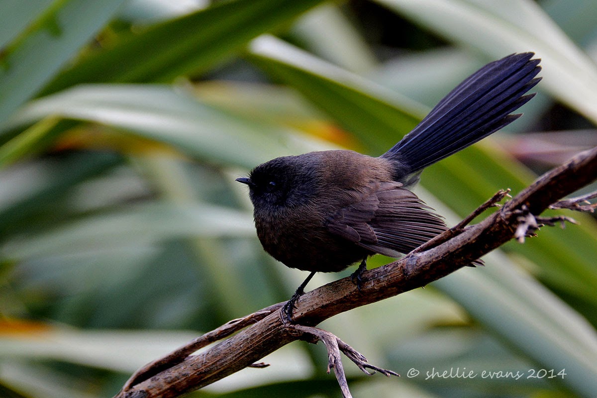 Two Go Tiki Touring: Piwakawaka- Black Morph Fantail