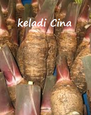 Anim Agro Technology: KELADI - TIPS MENANAM