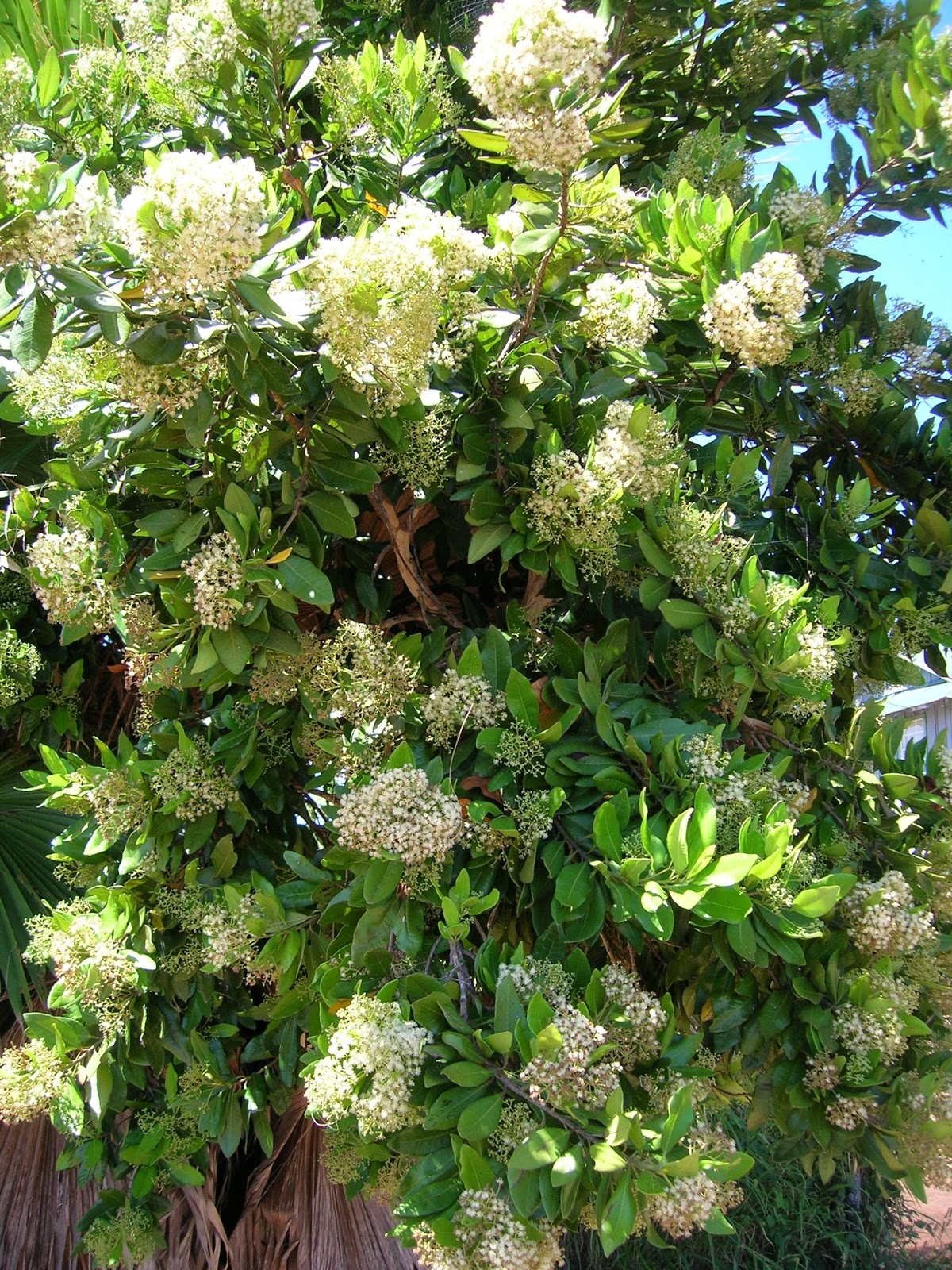 Real World Gardener: Gardens Too Hot To Trot