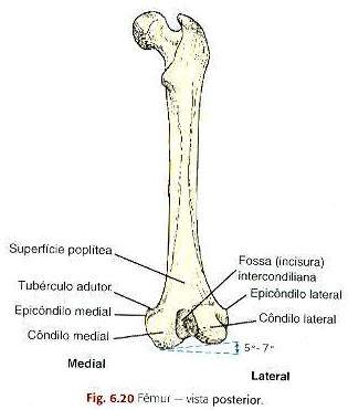 Sintonize na Radiologia: Membros Superiores e Inferiores