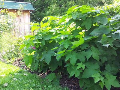 The Violet Fern: Going Native: Flowering Raspberry